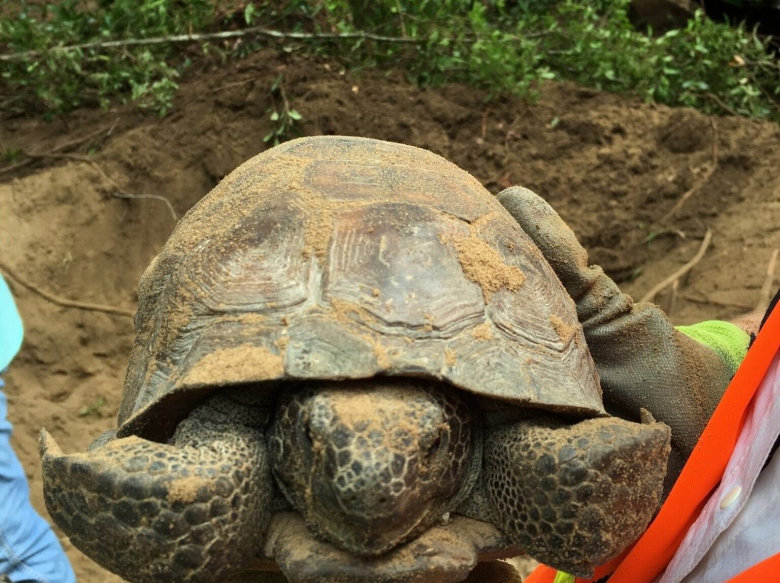 Digging with Gopher Tortoises - Normandeau Associates