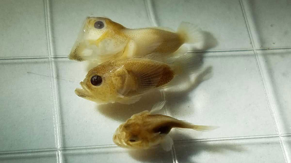 Featured Fish: Northern Stargazer - Normandeau Associates