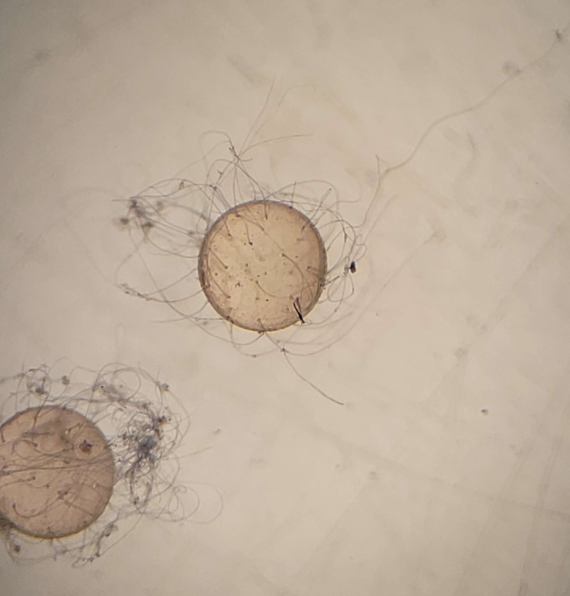 Featured Fish: Fish Eggs! - Normandeau Associates