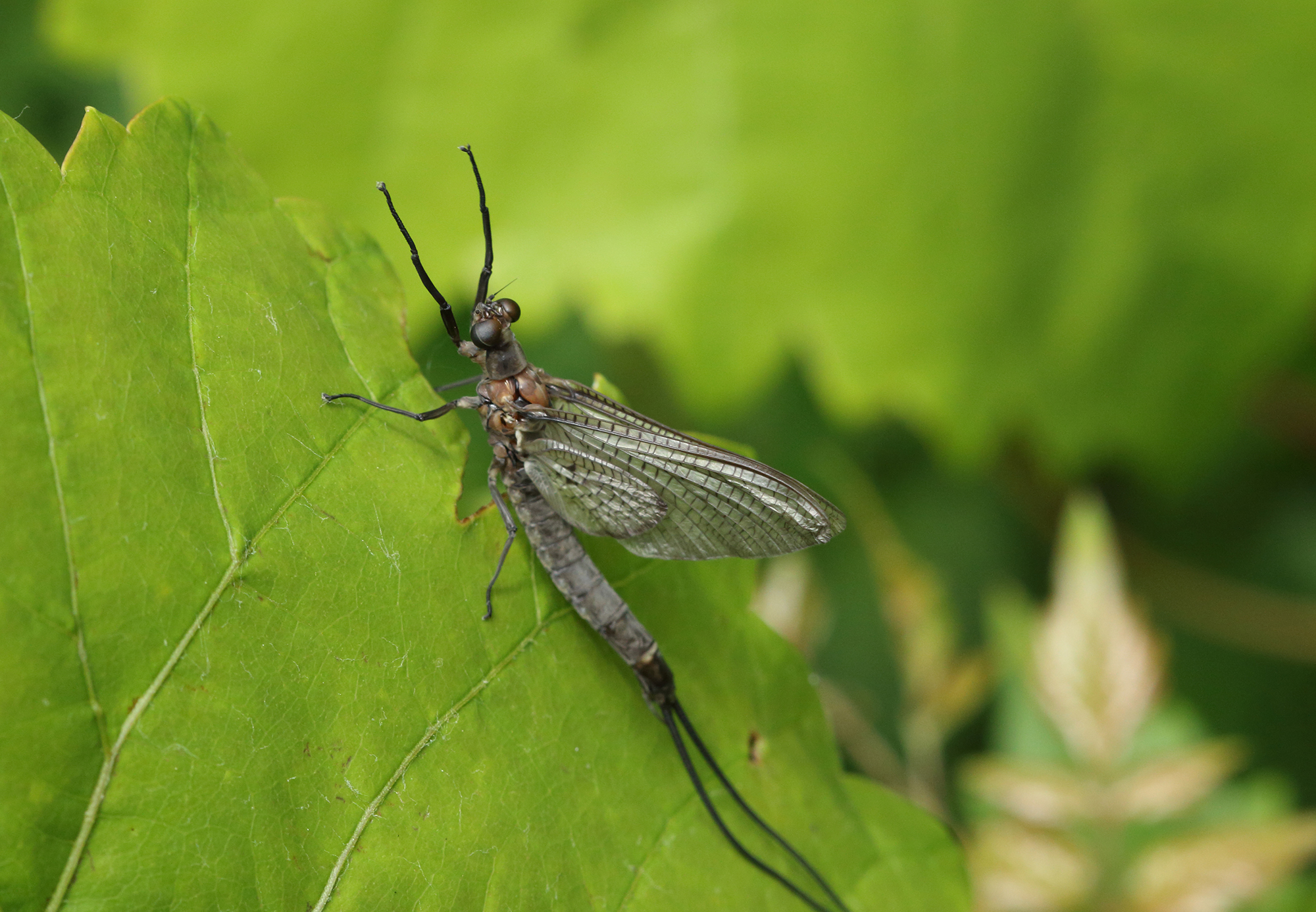 Bug of the Month—Leptophlebia Cupida - Normandeau Associates