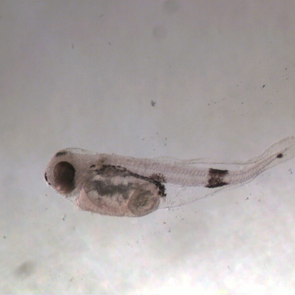 Featured Fish: Fourbeard Rockling - Normandeau Associates