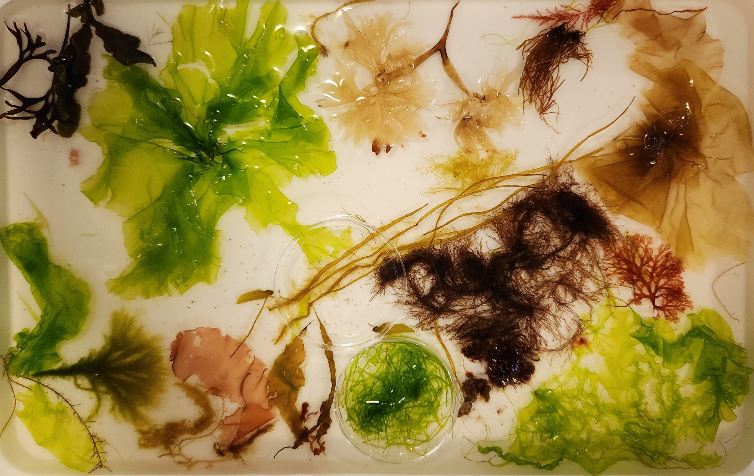 A Deeper Dive into Marine Macroalgae - Normandeau Associates