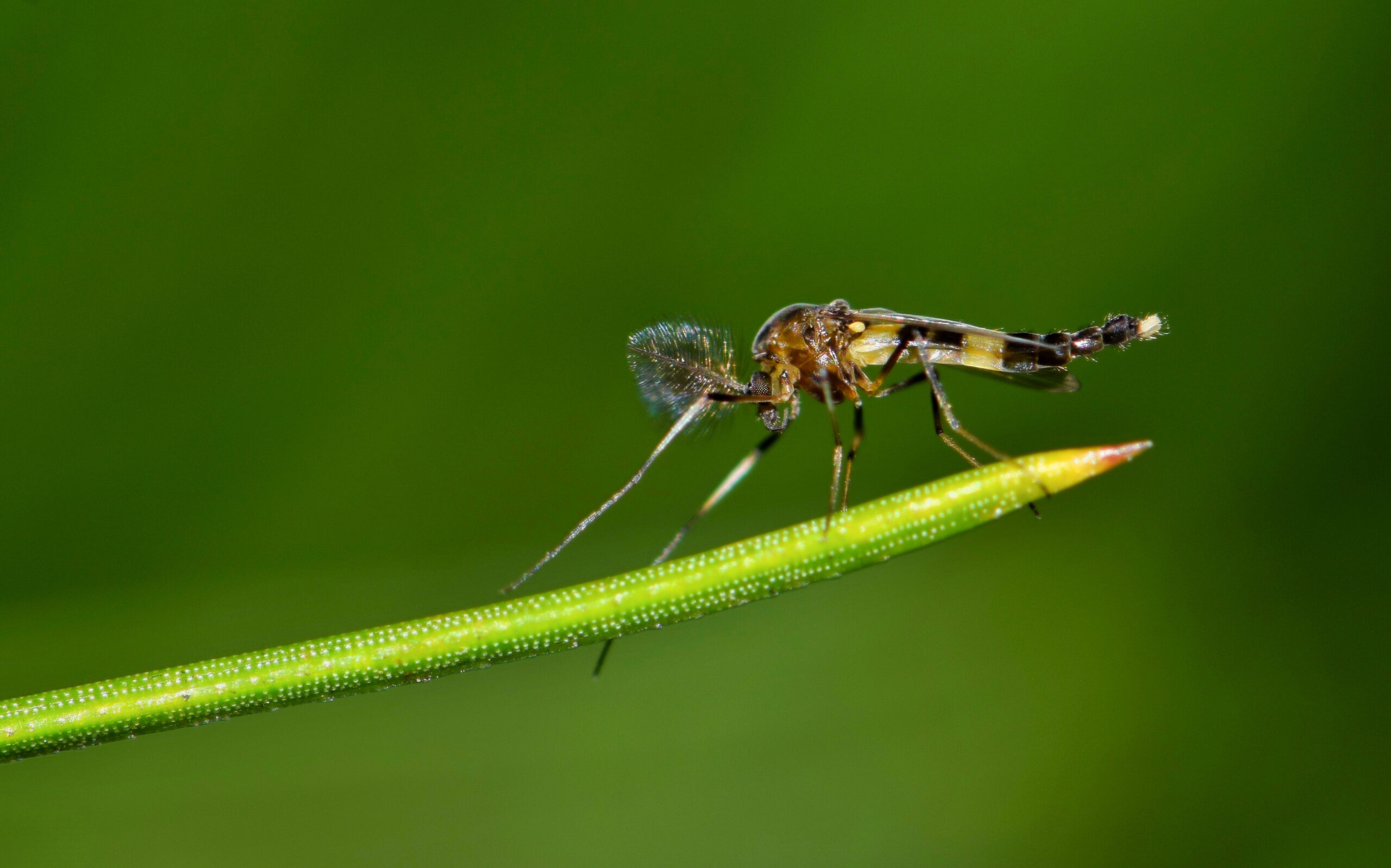 Bug of the Month—Chironomidae Family & Saetheria Tylus - Normandeau ...